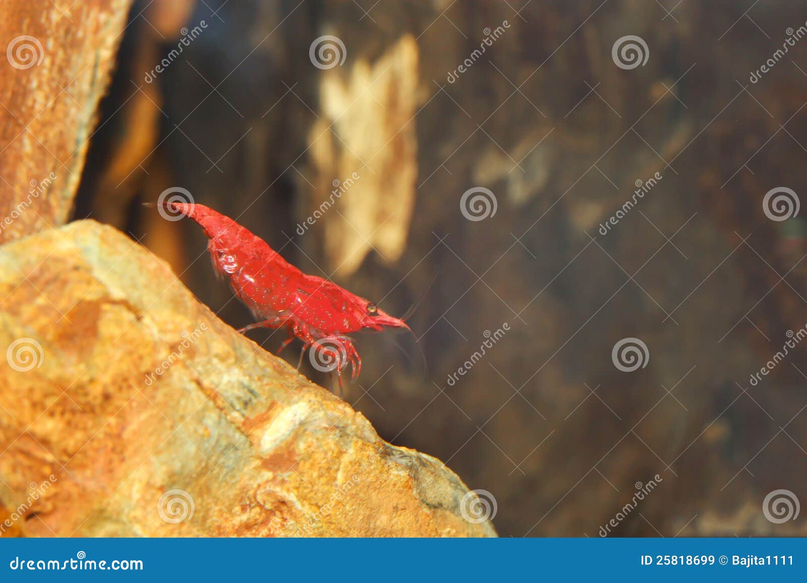 Red shrimp stock image. Image of invertebrate, nature - 25818699