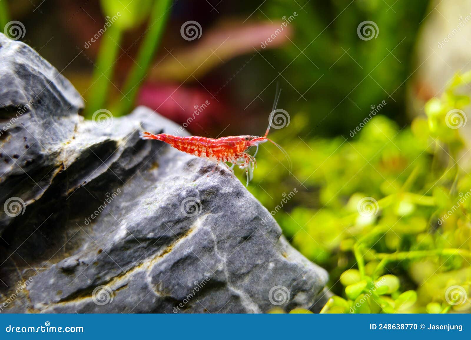 Red shrimp climb on rock stock photo. Image of stayed - 248638770