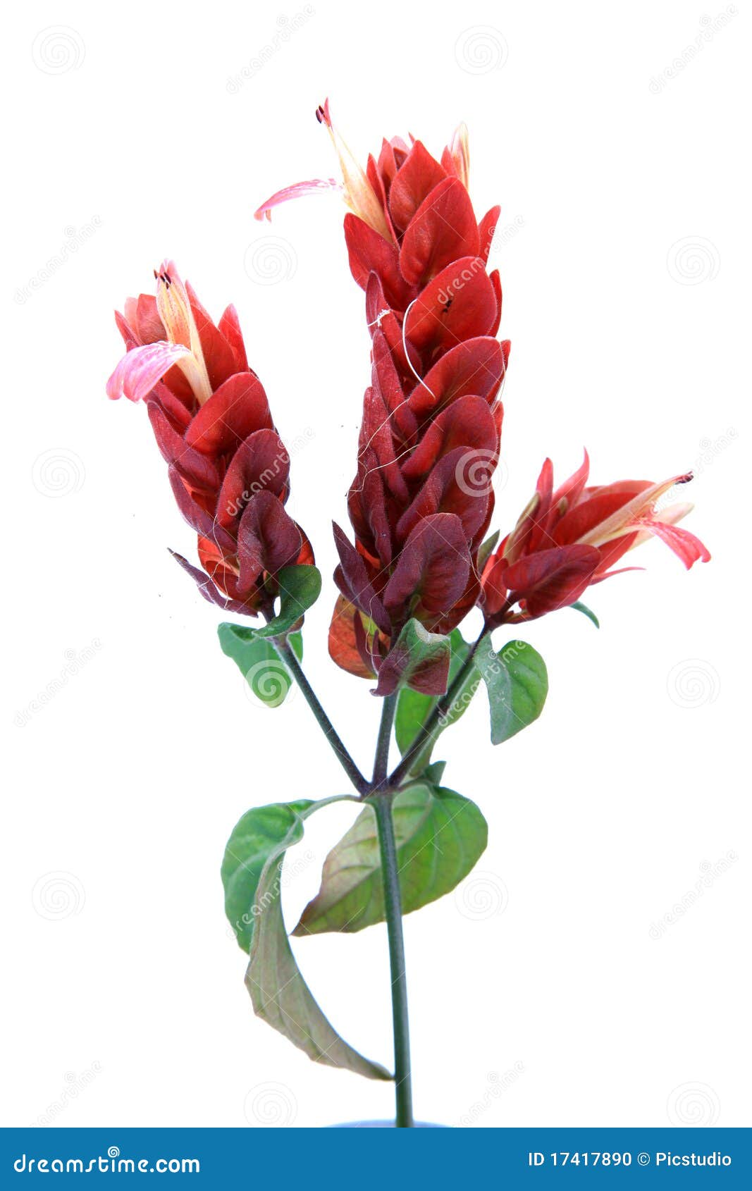 Red shrimp flower stock photo. Image of isolated, plant - 17417890