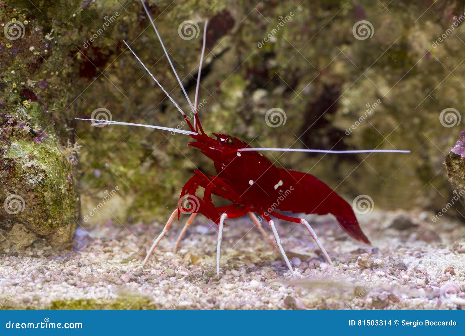 Red shrimp in reef stock photo. Image of antennae, life - 81503314