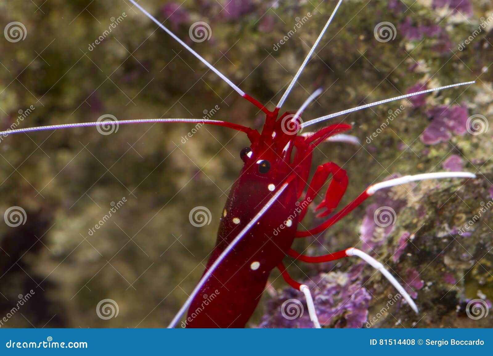Red shrimp in reef stock photo. Image of coral, color - 81514408