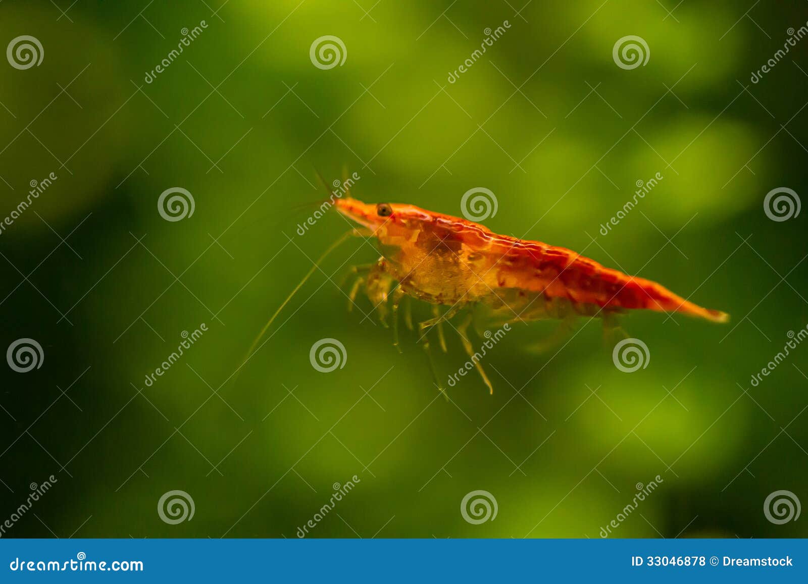 Red shrimp stock photo. Image of color, crab, creature - 33046878
