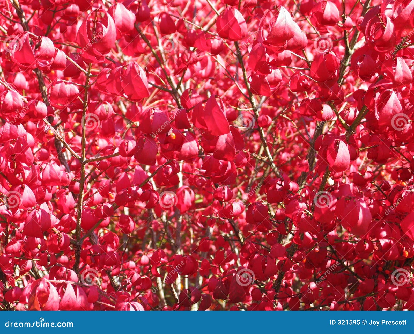Red Shrub Picture. Image: 321595