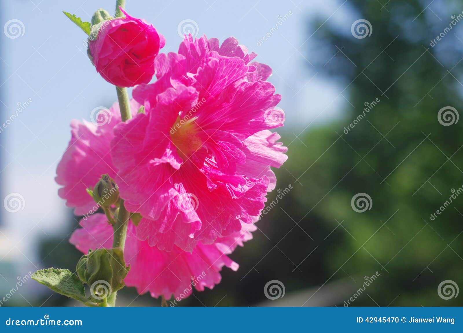 Red shrub althea flower stock photo. Image of beautiful - 42945470