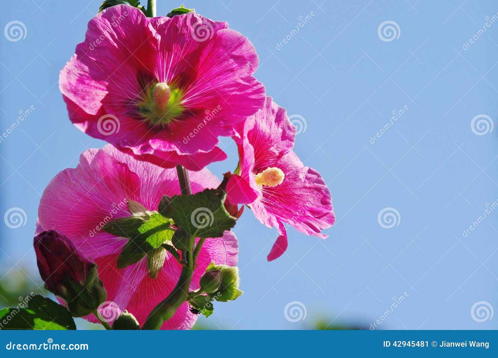 Red shrub althea flower stock image. Image of flowers - 42945481