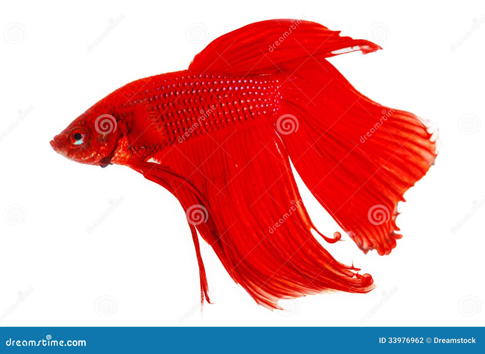Red Siamese fighting fish stock photo. Image of tropical - 33976962