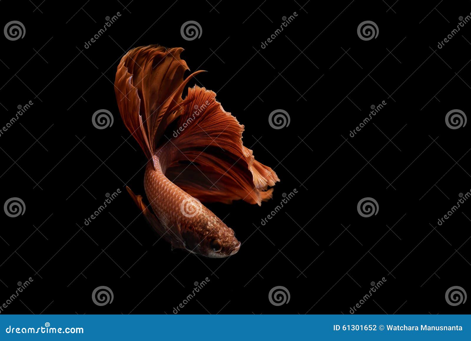 Red Siamese Fighting Fish on Black Background Stock Photo - Image of ...