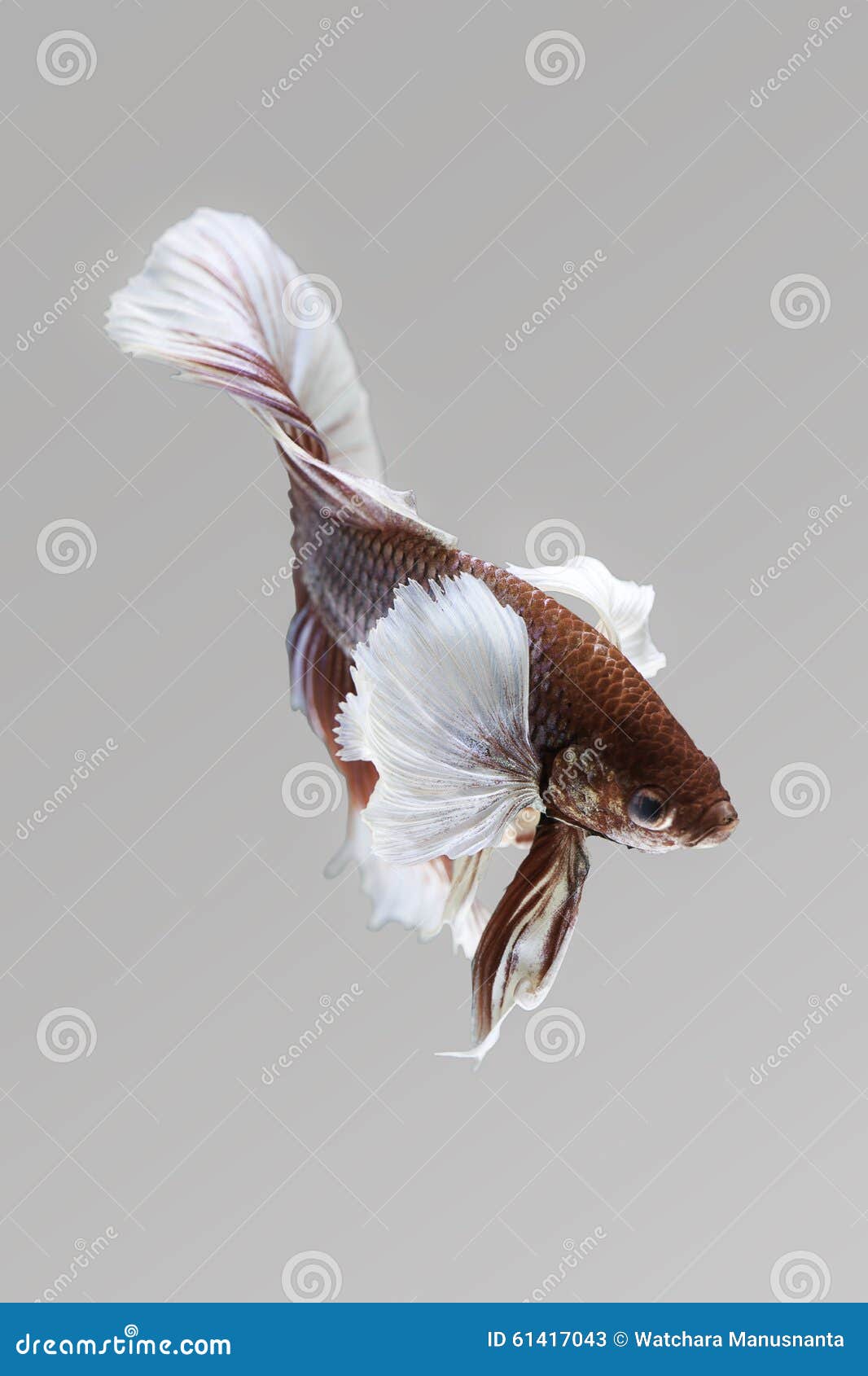 Red Siamese Fighting Fish on White Background Stock Image - Image of ...