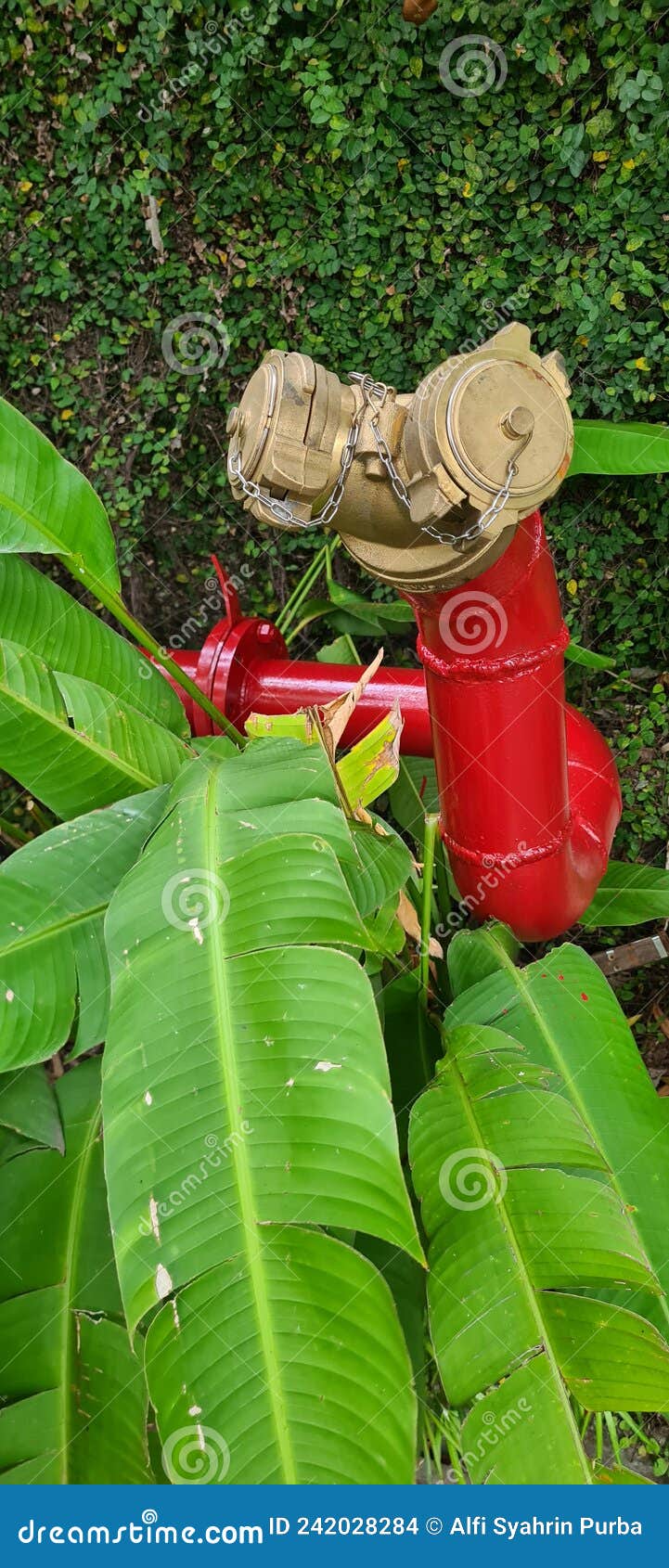 Siamese Hydrant stock photo. Image of complex, mosquito - 242028284