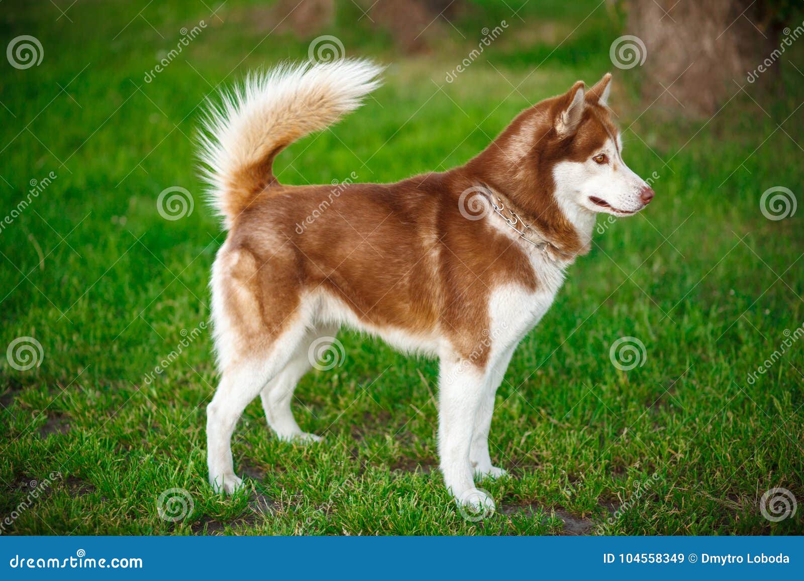 Red Siberian Husky on a Field Stock Image - Image of guard, attack ...