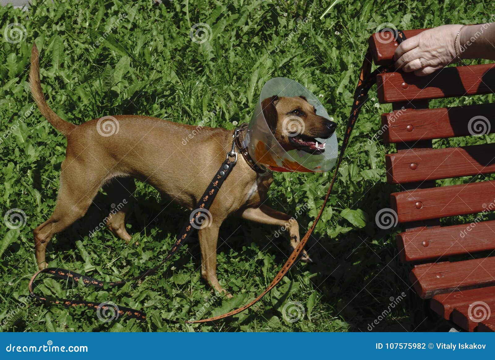 Red Sick Dog Wearing an Elizabethan Collar on the Head Stock Photo ...