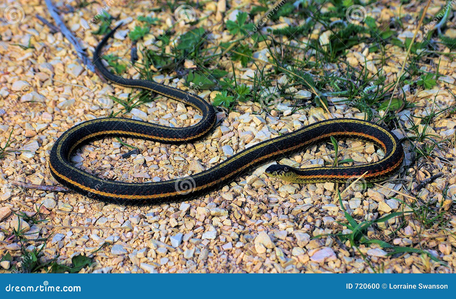 Red-sided Garter Snake stock photo. Image of garter, frightening - 720600