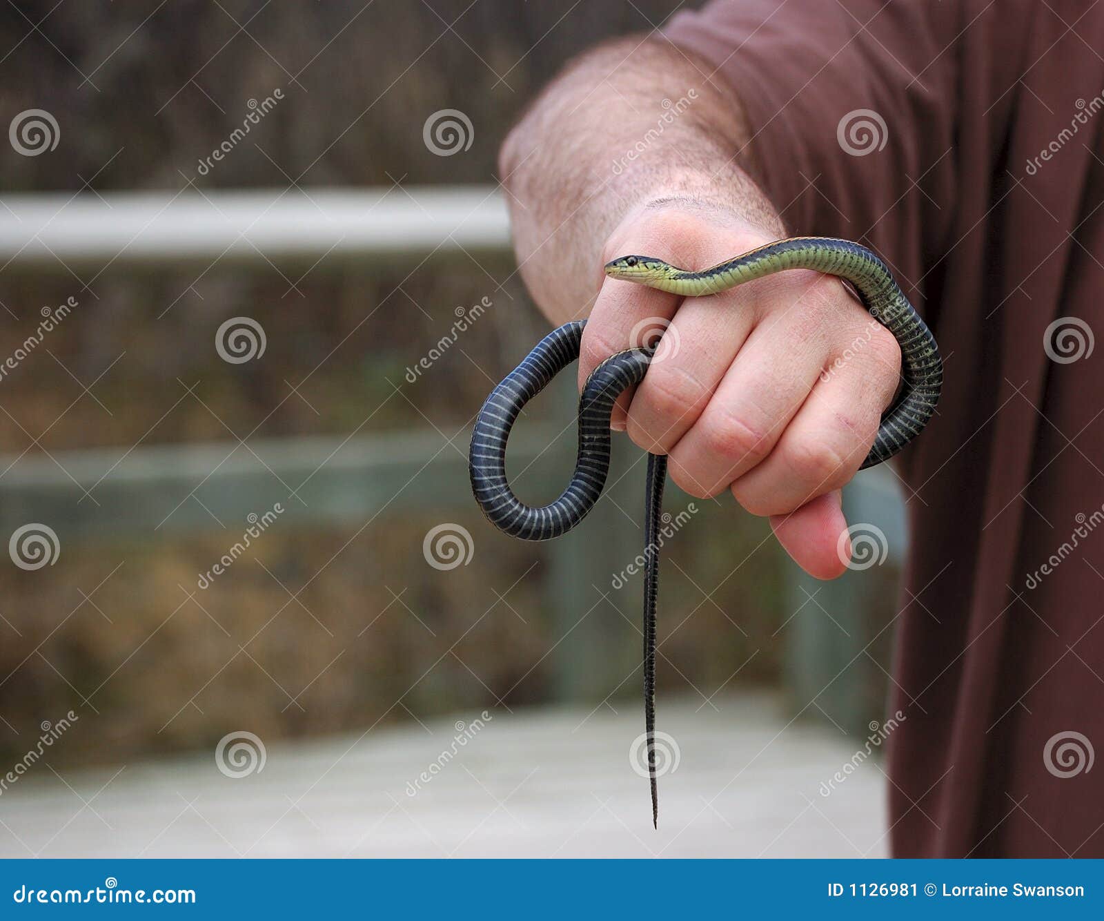 Red Sided Garter Snake in Man S Hand Stock Image - Image of reptile ...