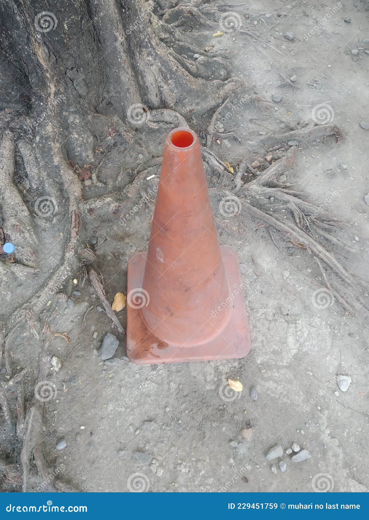 Red Sign Under the Root of Tree Stock Image - Image of tree, root ...