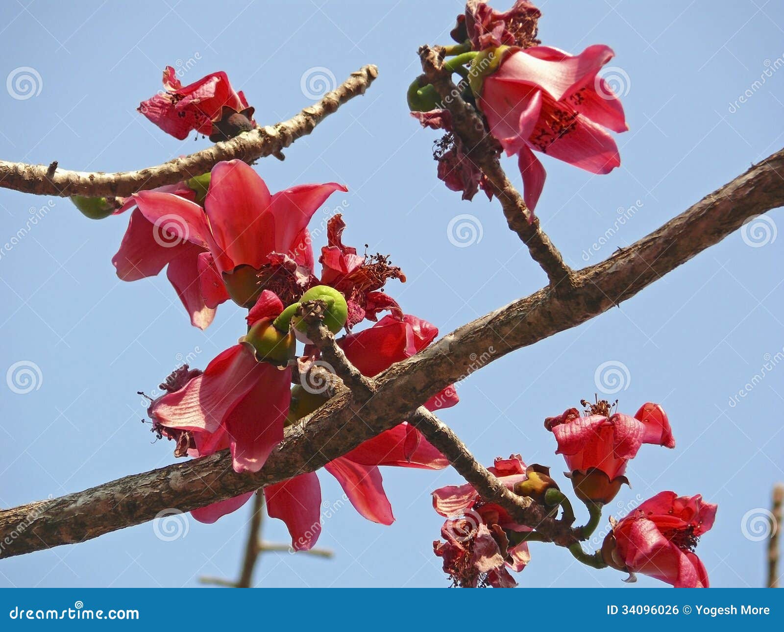 Red Silk Cotton tree stock photo. Image of spine, pollinated - 34096026