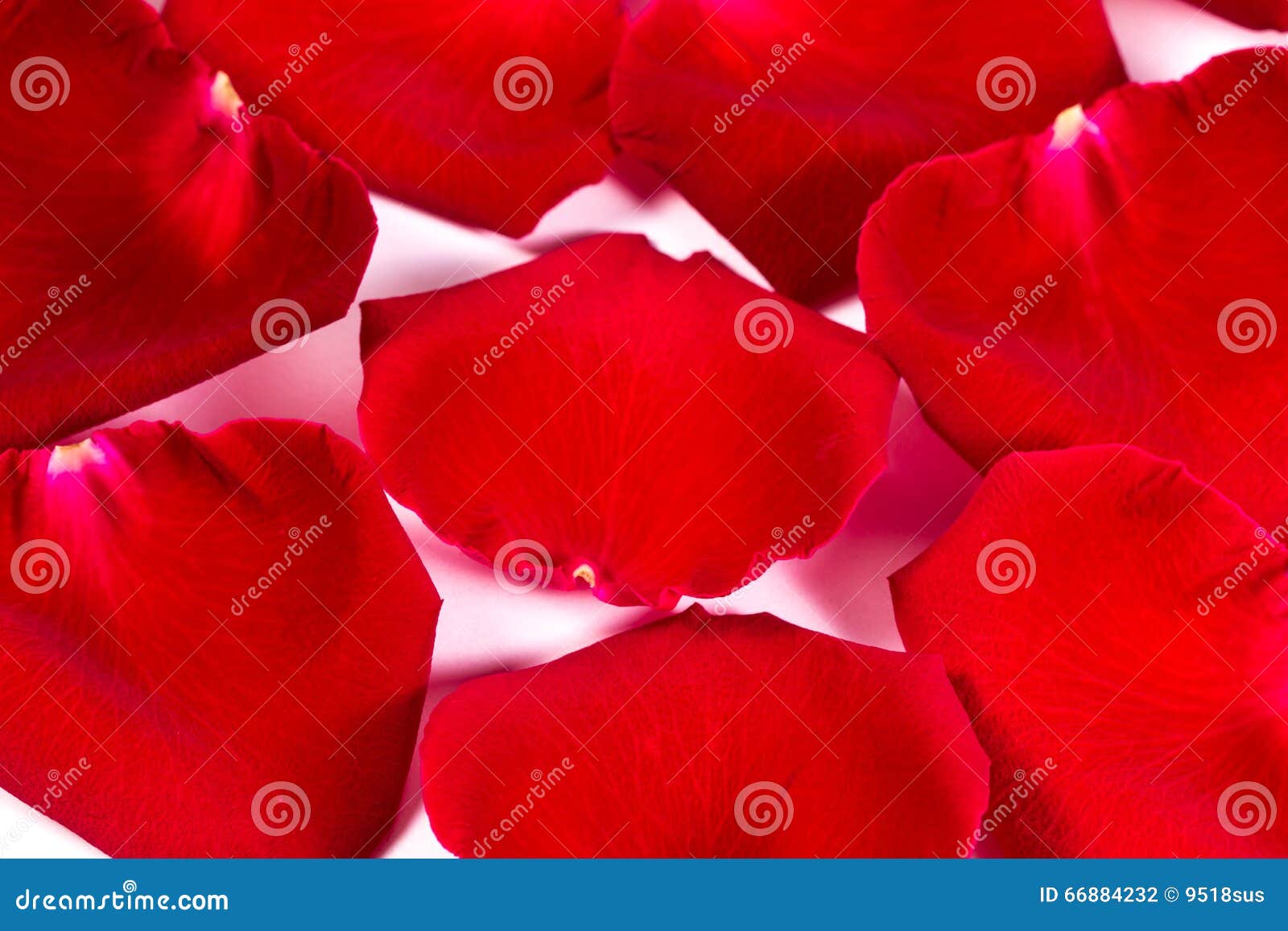 Red silk rose petals stock photo. Image of beautiful - 66884232