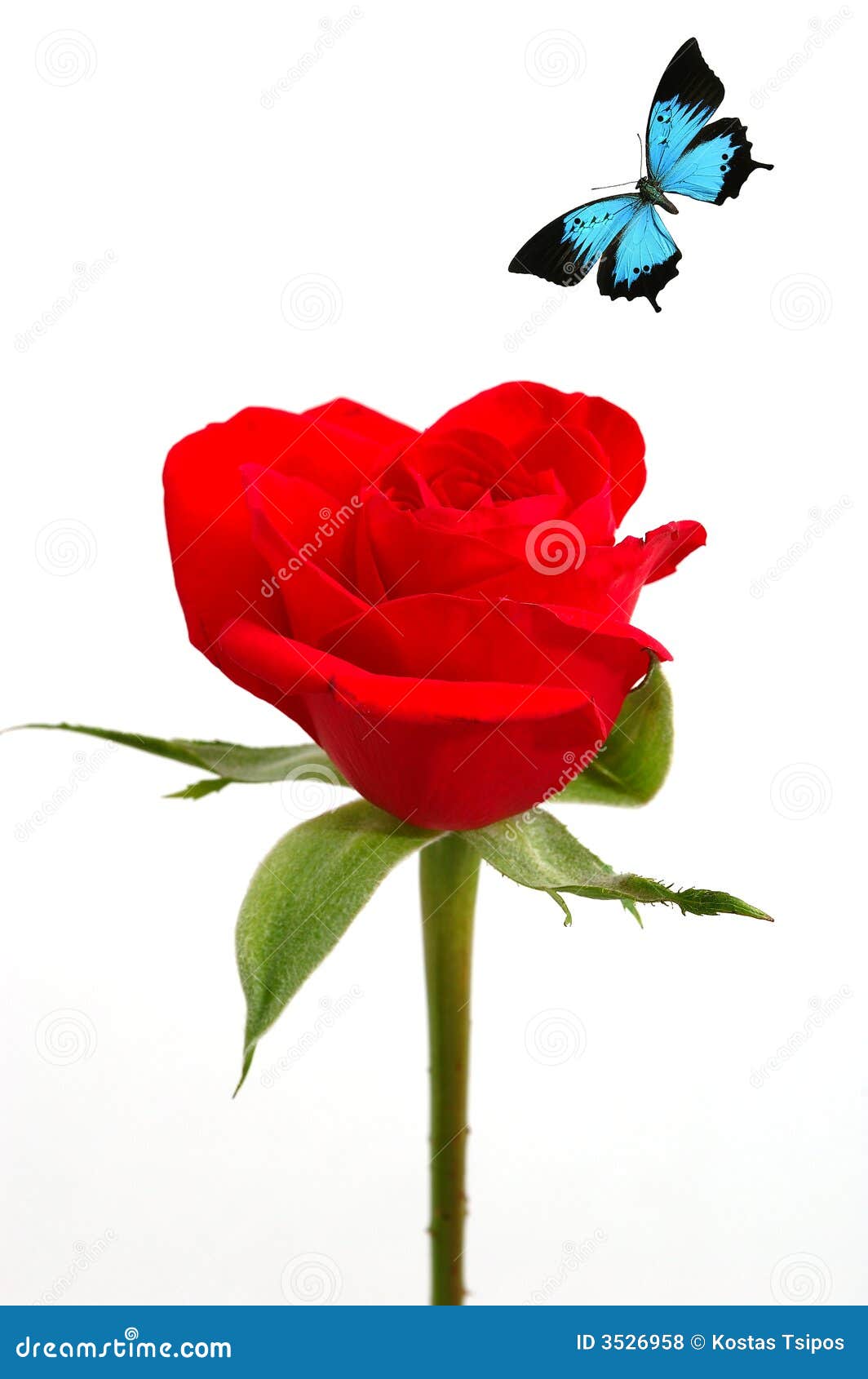 Red Silky Rose with Blue Butterfly Stock Photo - Image of makroshot ...