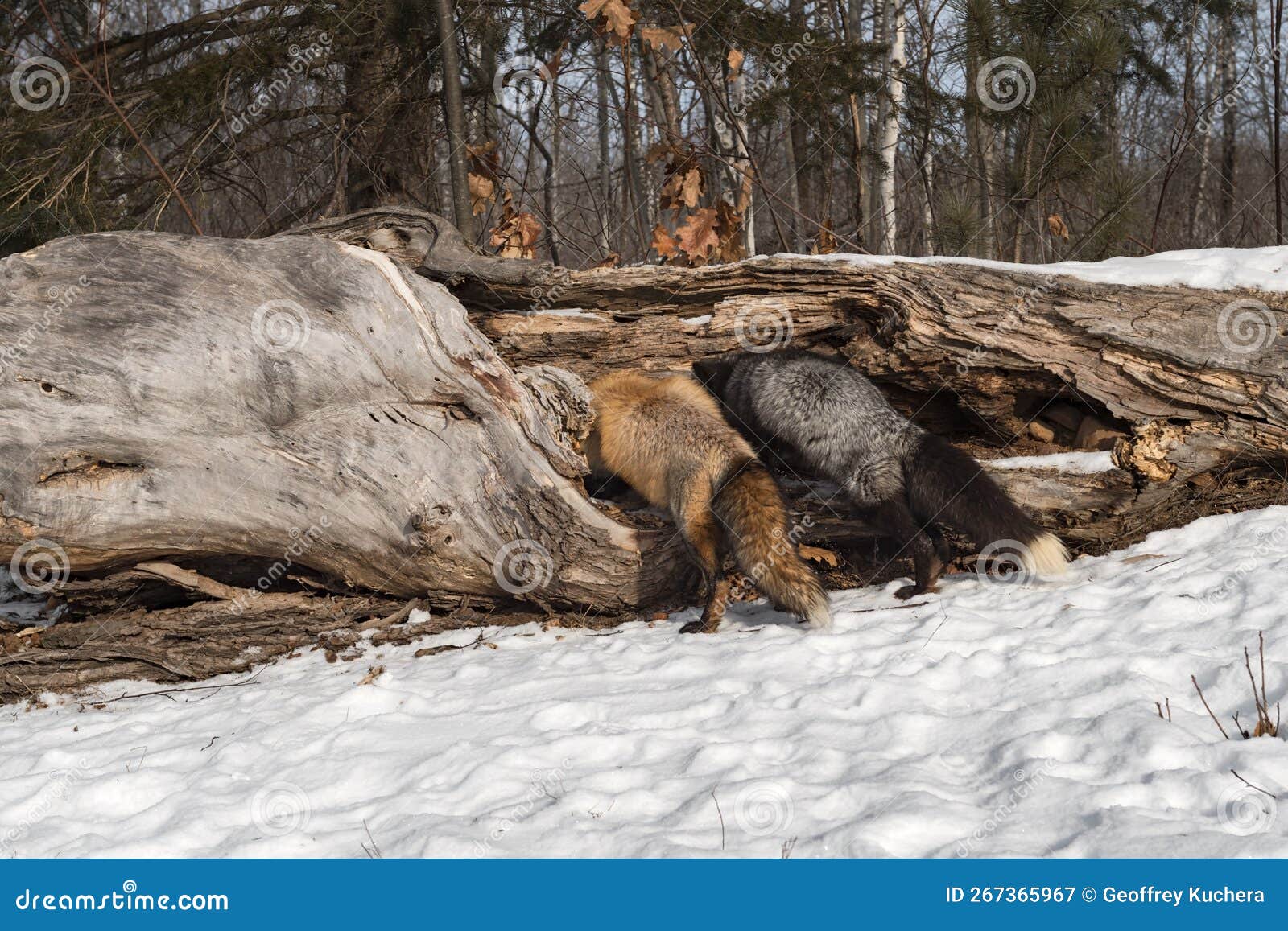 Red and Silver Fox Vulpes Vulpes Investigate Inside of Log Winter Stock ...