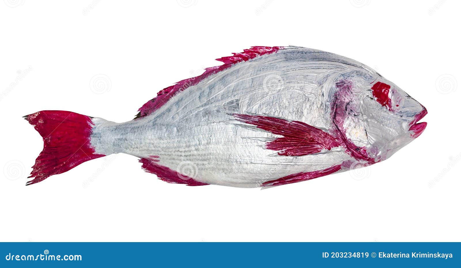 Red and Silver Painted Orata Fish Cut Out on White Stock Image - Image ...