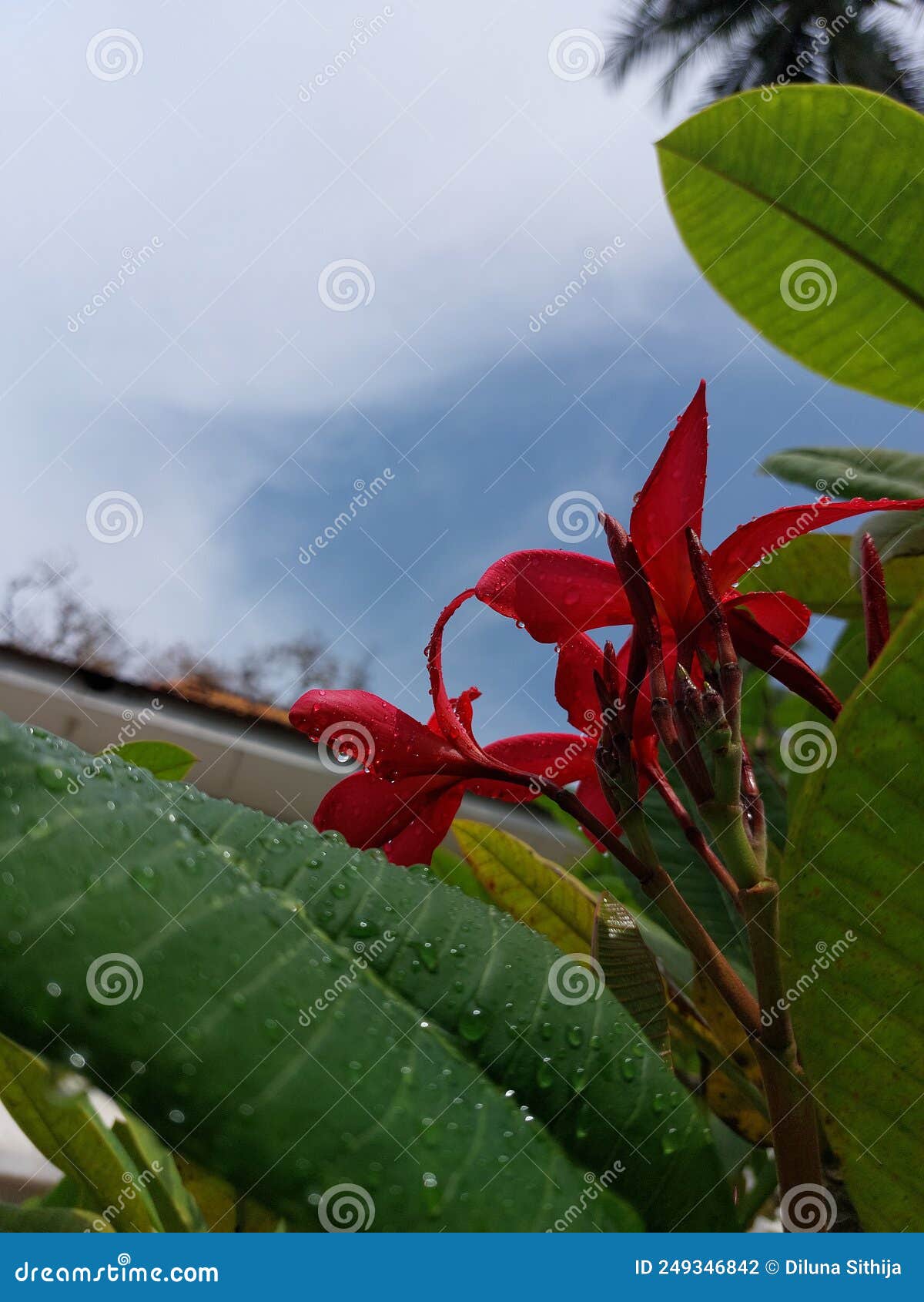 Red Simple Flowers in Temple Stock Photo - Image of produce, plant ...