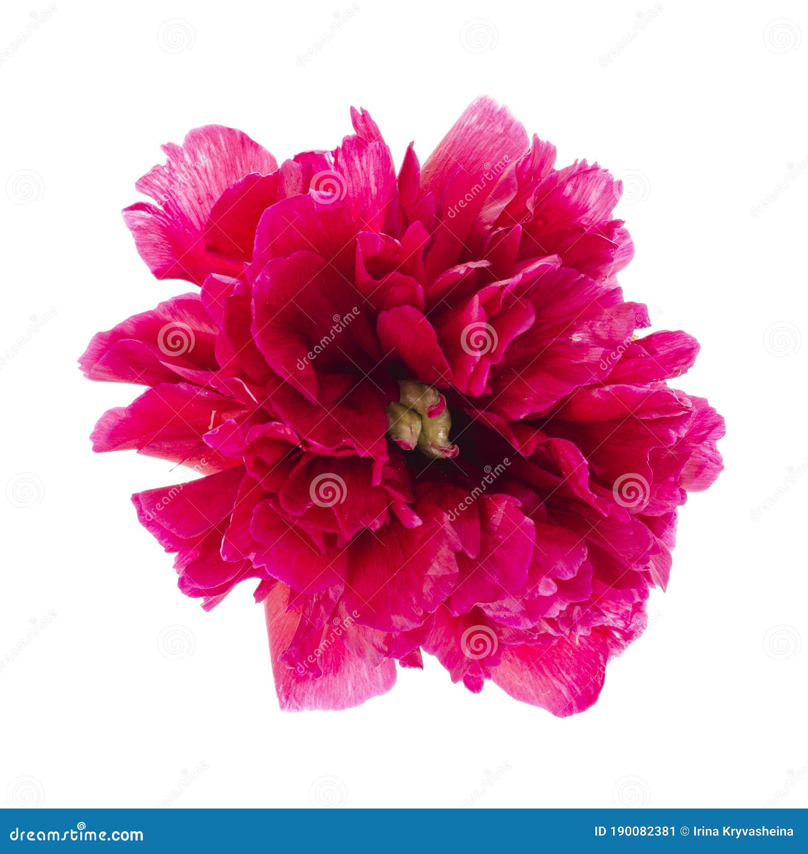 Red Single Peony Flower Isolated on White Background Stock Image ...