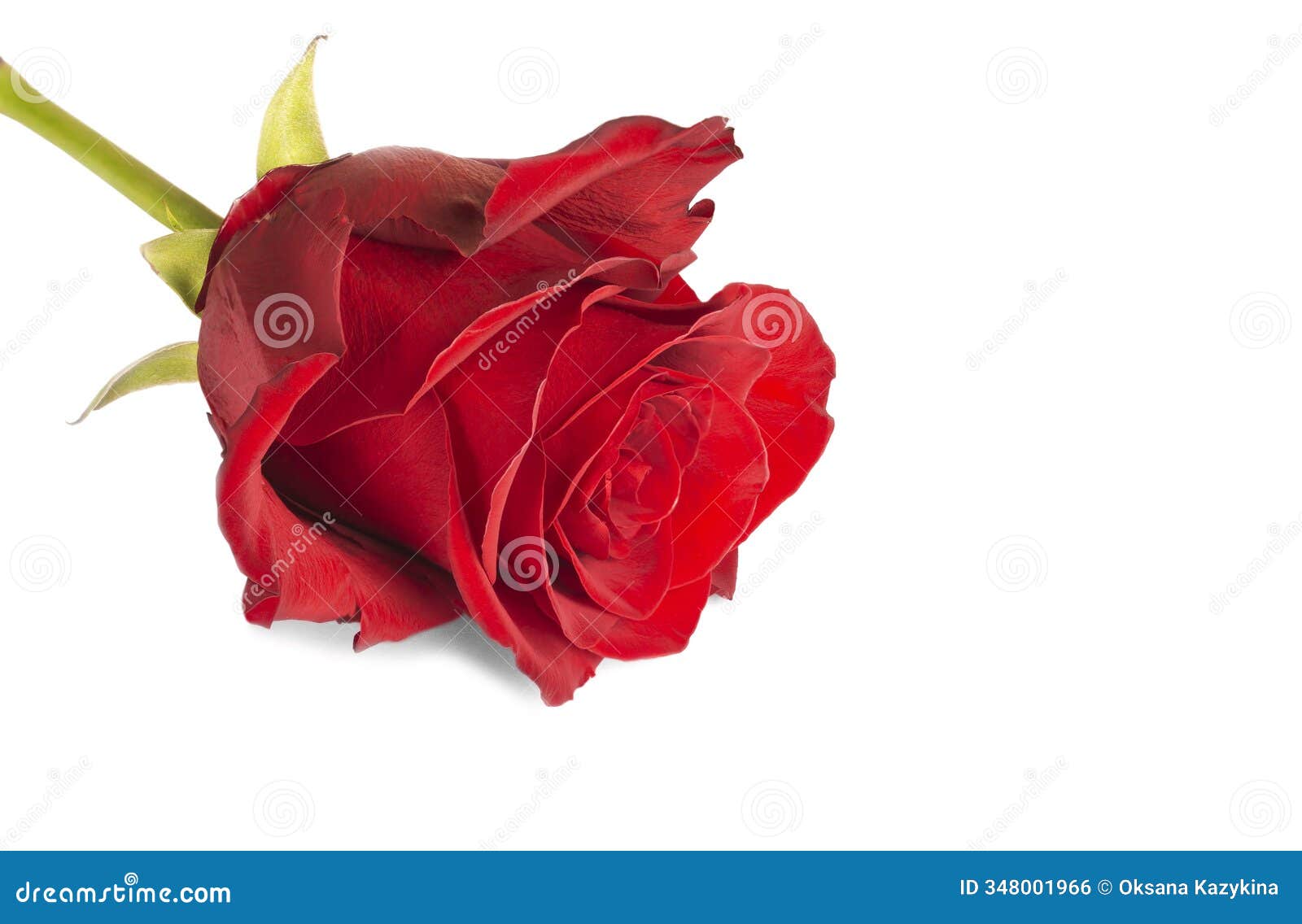 Red Single Rose Flower on White Background Stock Photo - Image of ...