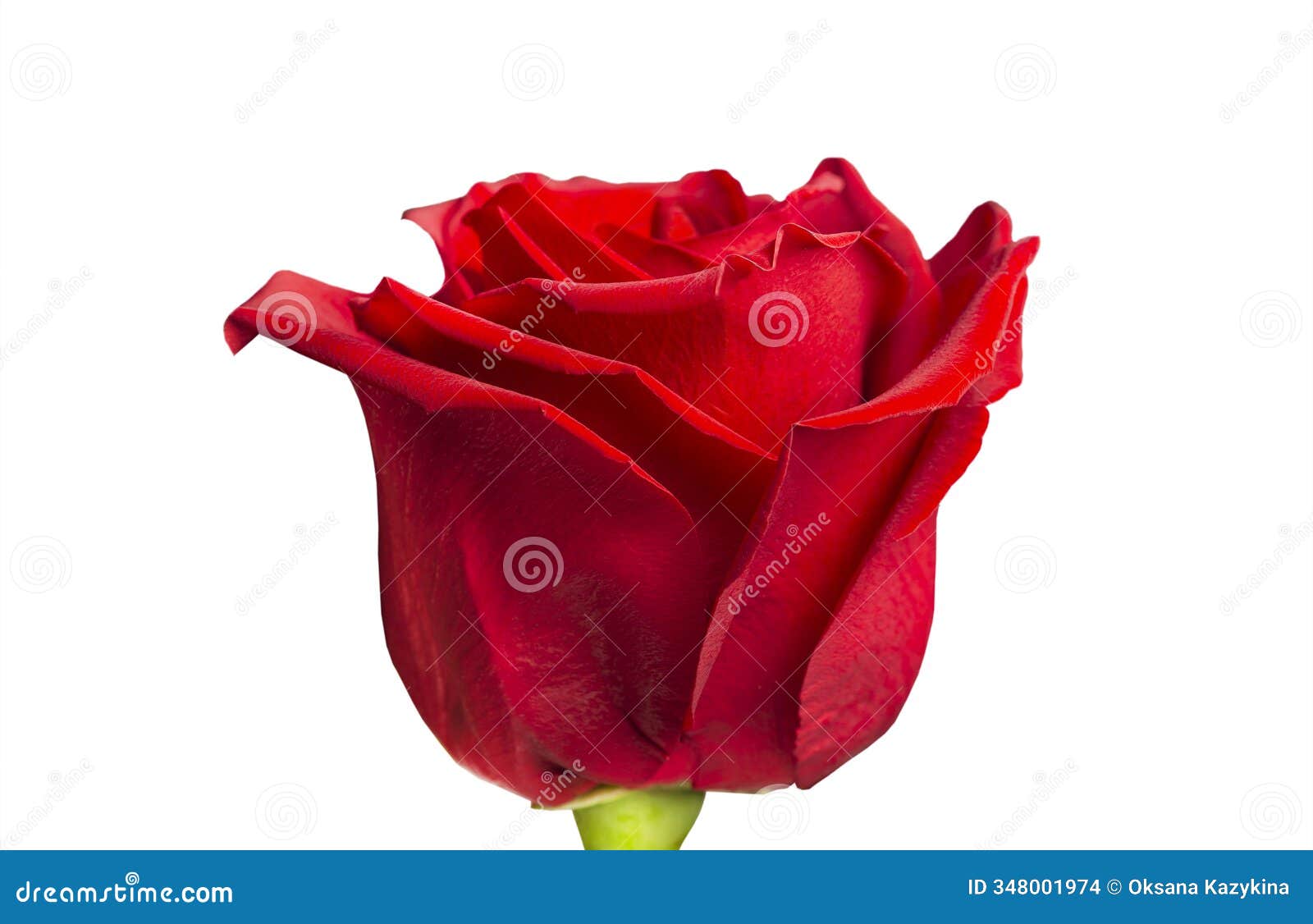 Red Single Rose Flower on White Background Stock Photo - Image of stem ...