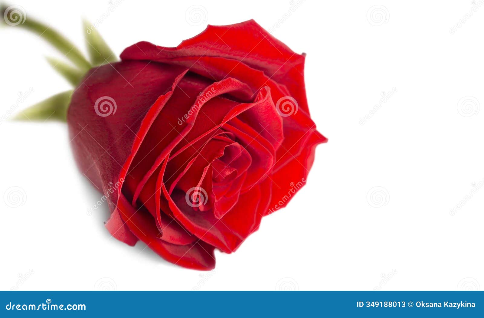 Red Single Rose Flower on White Background Stock Image - Image of fresh ...