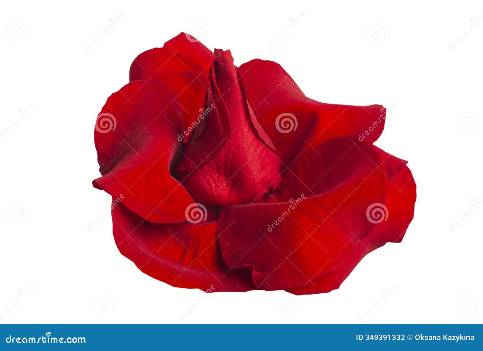 Red Single Rose Flower on White Background Stock Photo - Image of stem ...