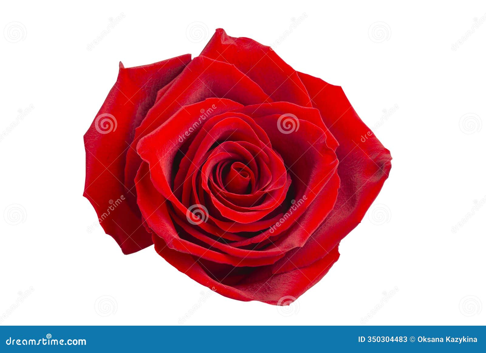 Red Single Rose Flower on White Background Stock Image - Image of ...