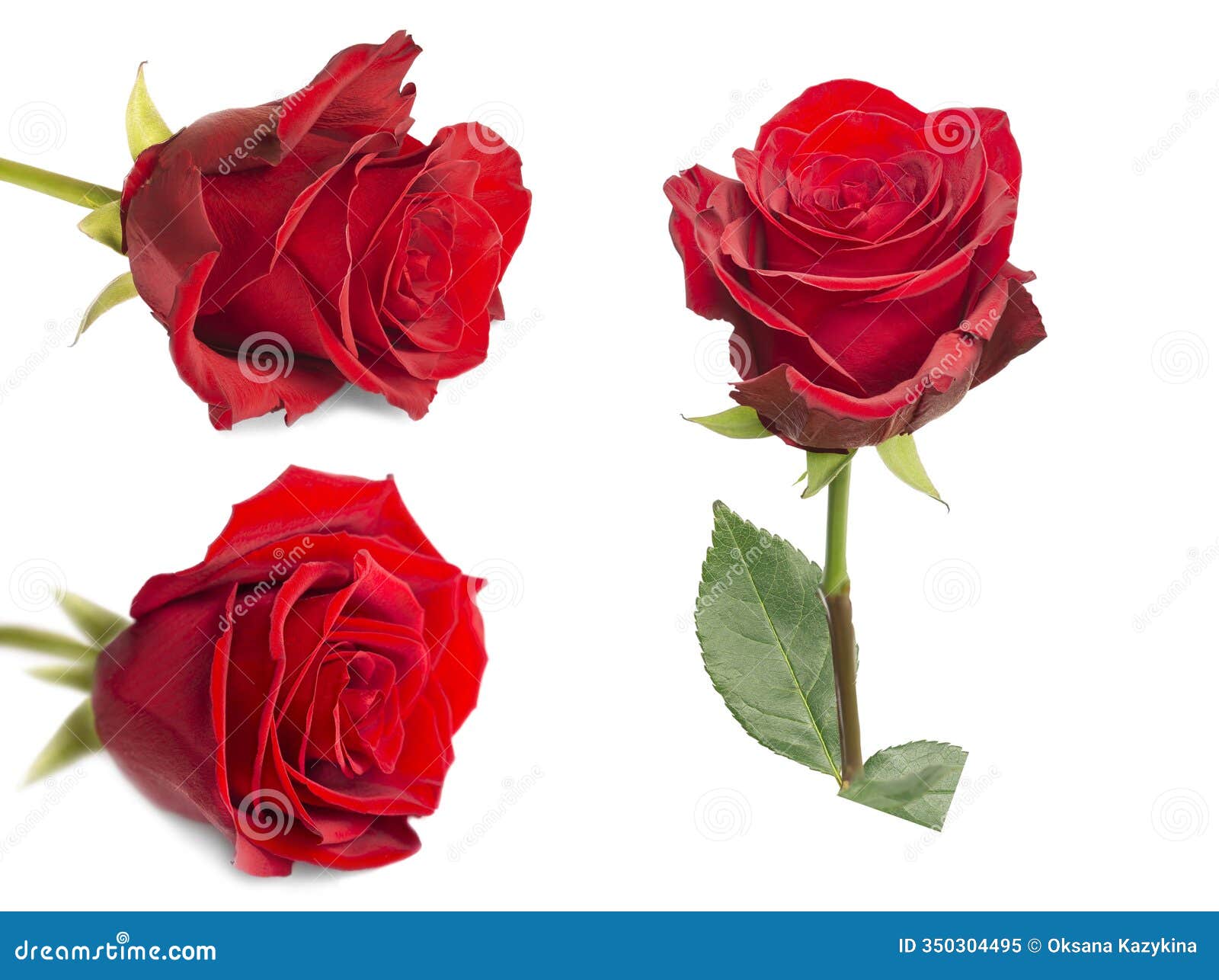 Red Single Rose Flowers on White Background Stock Image - Image of ...