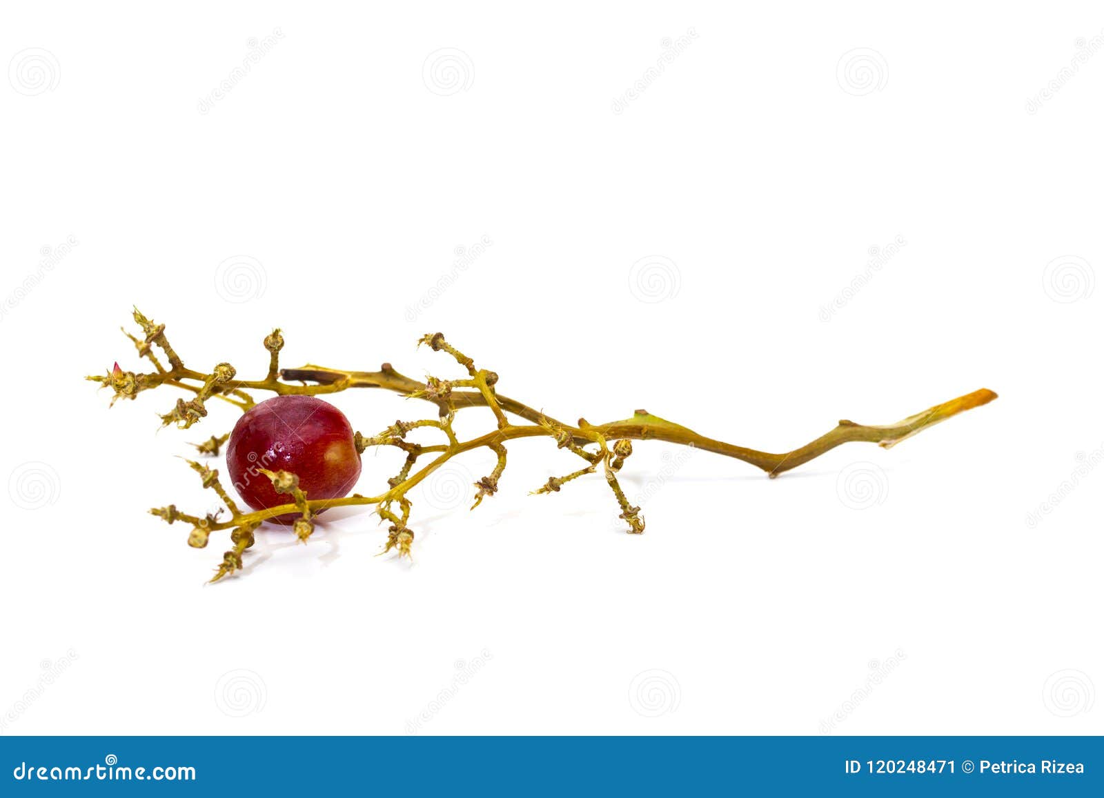Red Single Round Grape on White Background Stock Image - Image of leaf ...