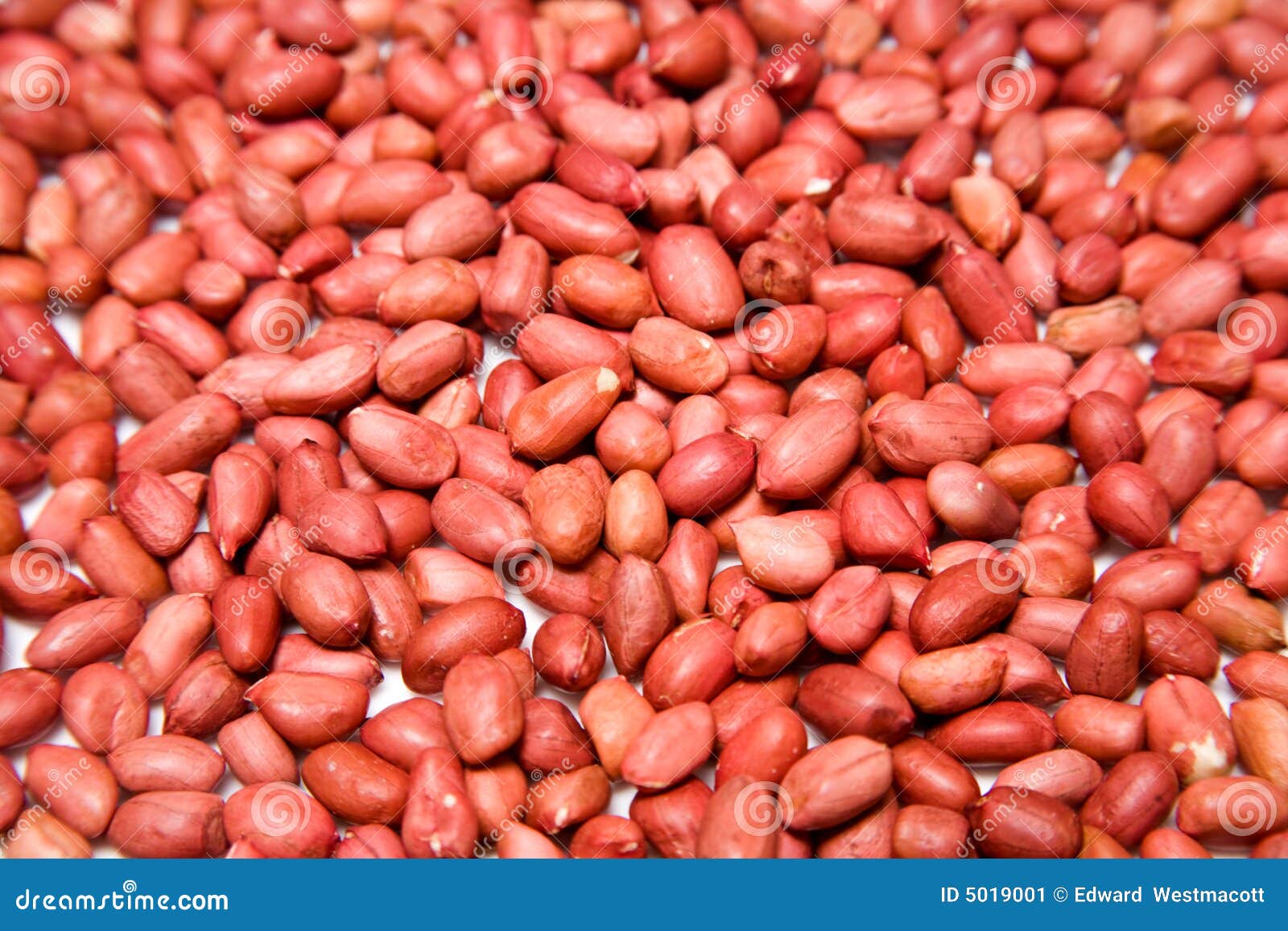 Red skinned peanuts stock image. Image of vegetable, isolated - 5019001
