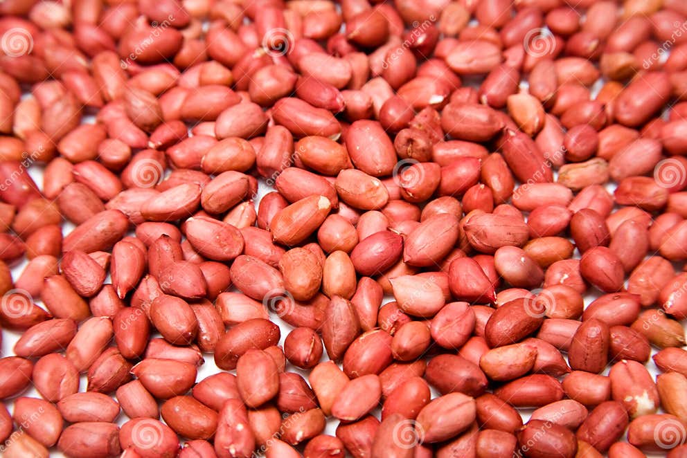 Red skinned peanuts stock image. Image of vegetable, isolated - 5019001