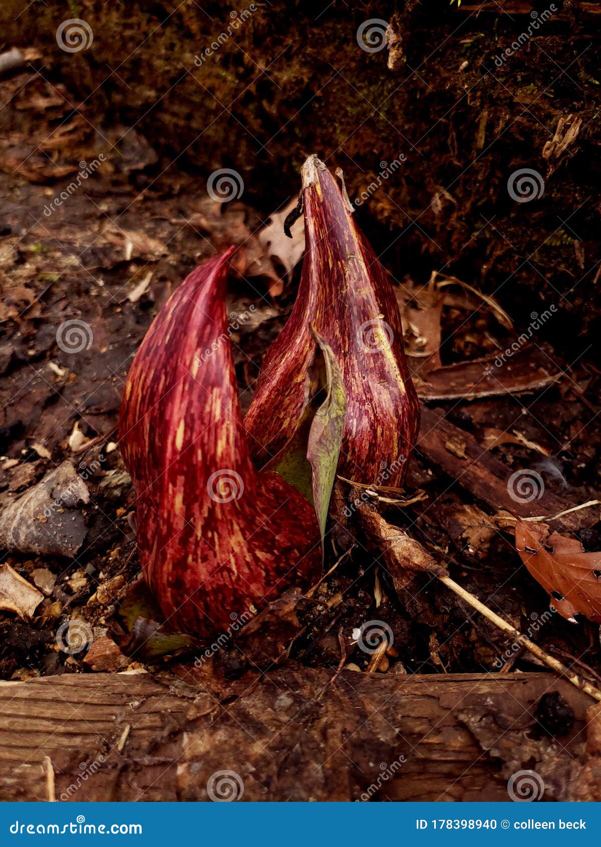 Red skunk cabbage stock photo. Image of skunk, woodland - 178398940