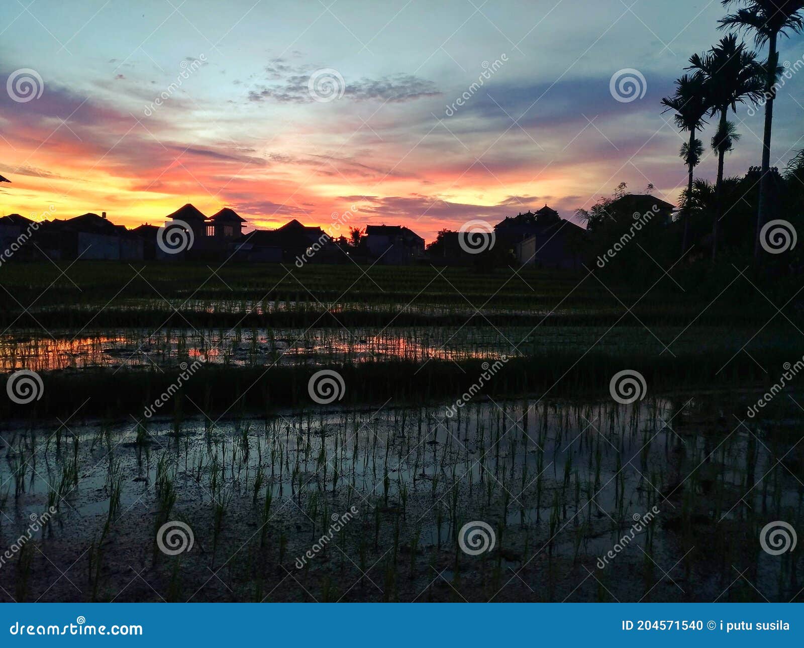 Red sky from rice field stock photo. Image of relaxing - 204571540