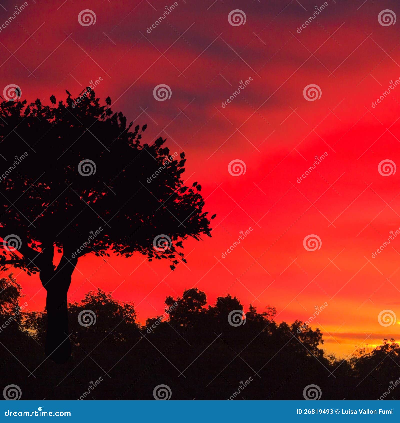 Red Sky and Single Tree at Down Stock Image - Image of gold, background ...