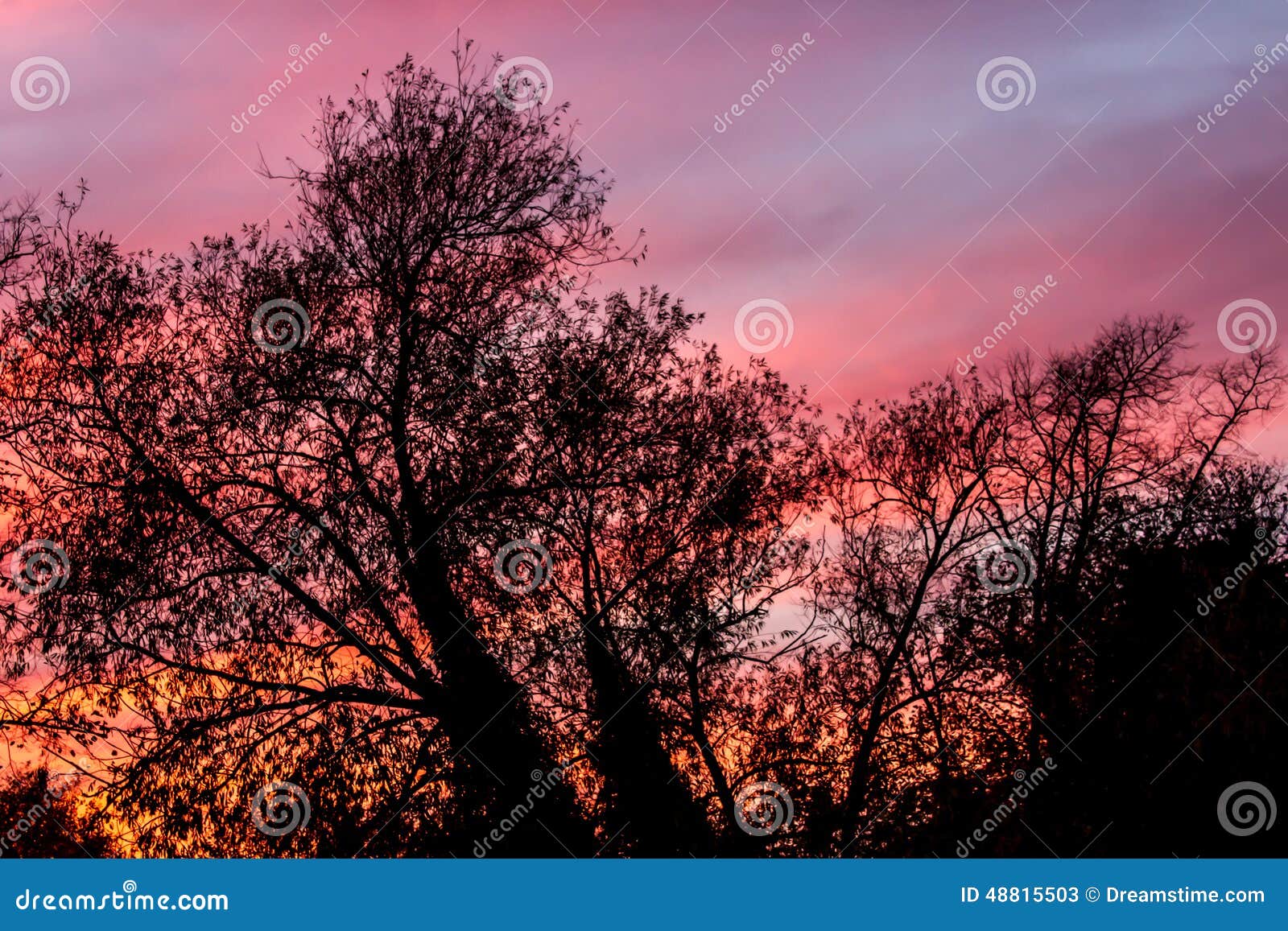 Red sky through the trees stock image. Image of tree - 48815503