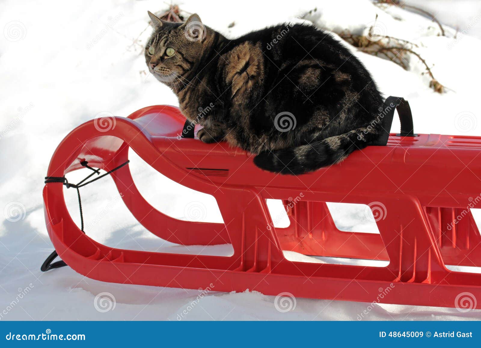 On a red sled stock image. Image of snow, outdoors, health - 48645009