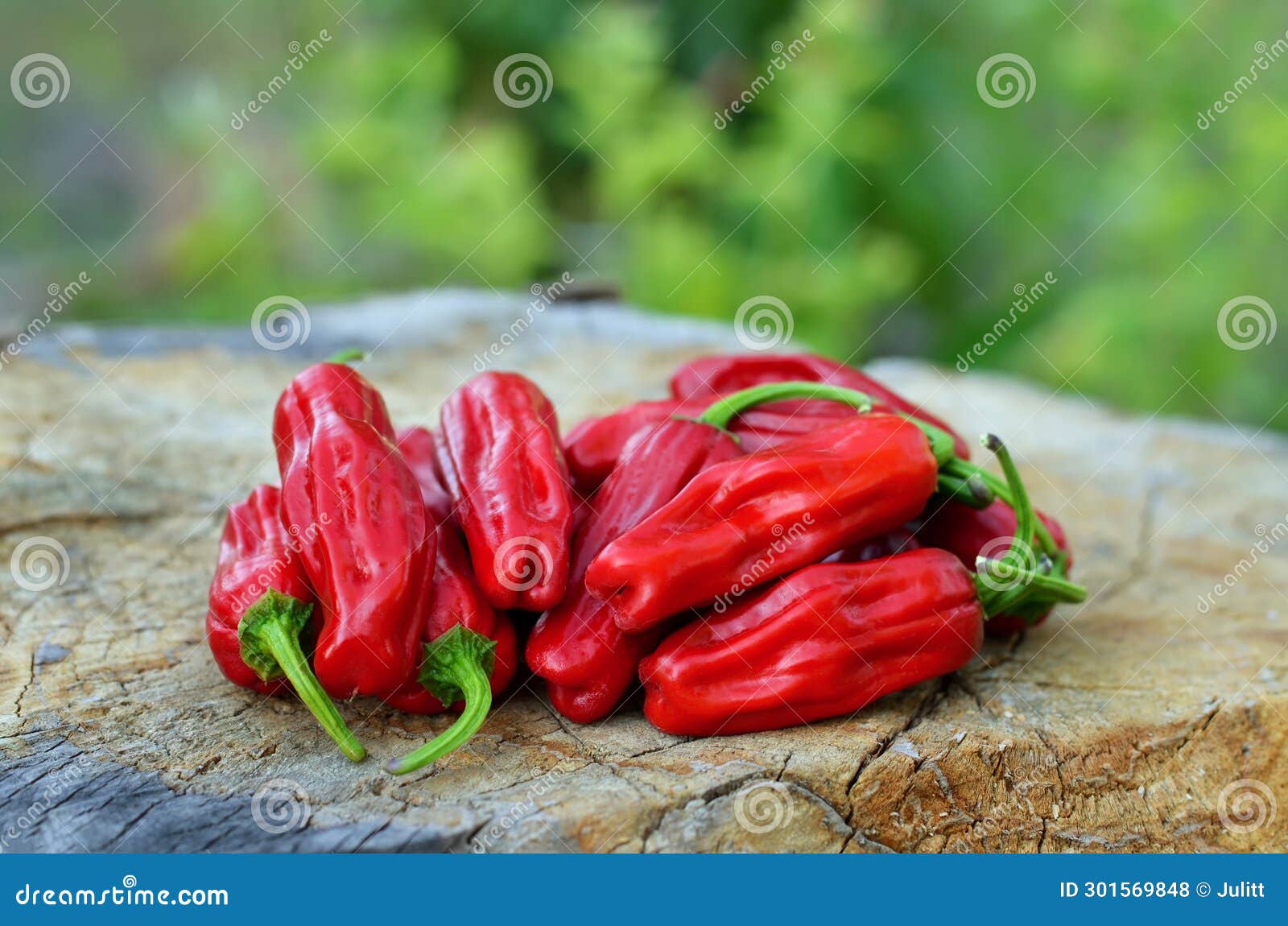Red Slightly Hot Pepper Pepperoncini Greek. Stock Photo - Image of ...