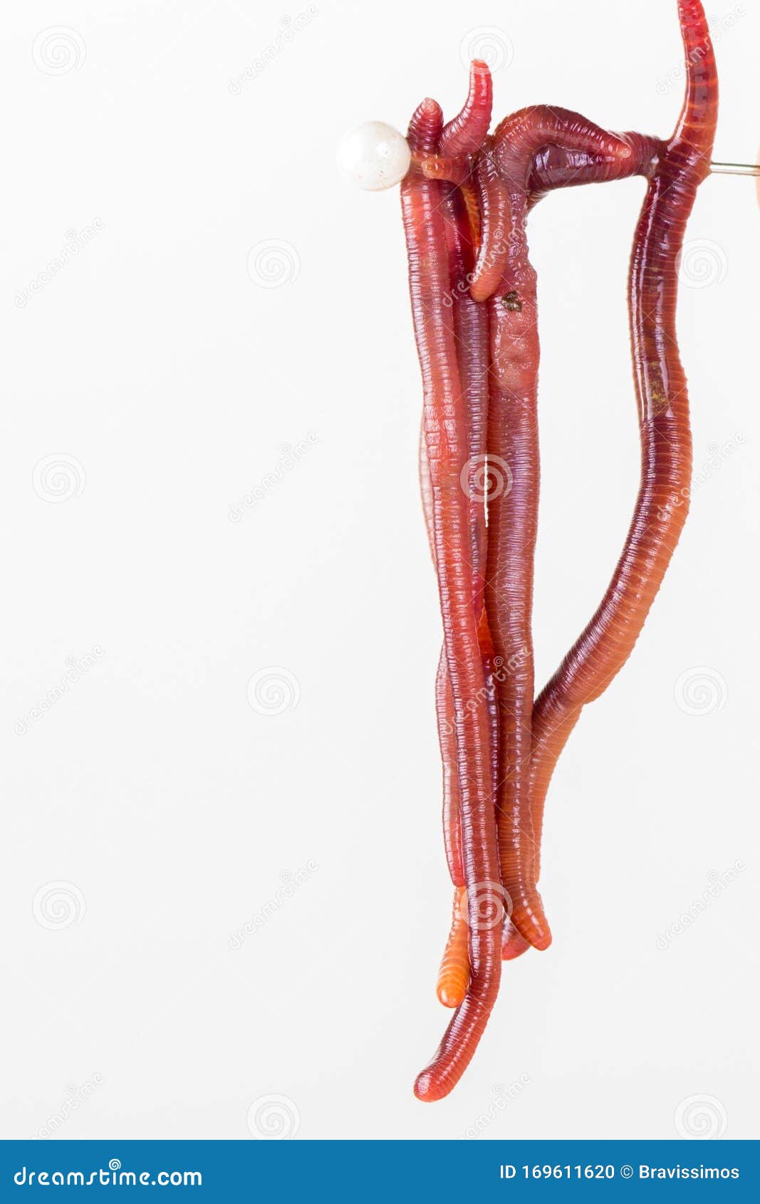 Red Slimy Earthworm White Isolated, Bait Stock Photo - Image of long ...