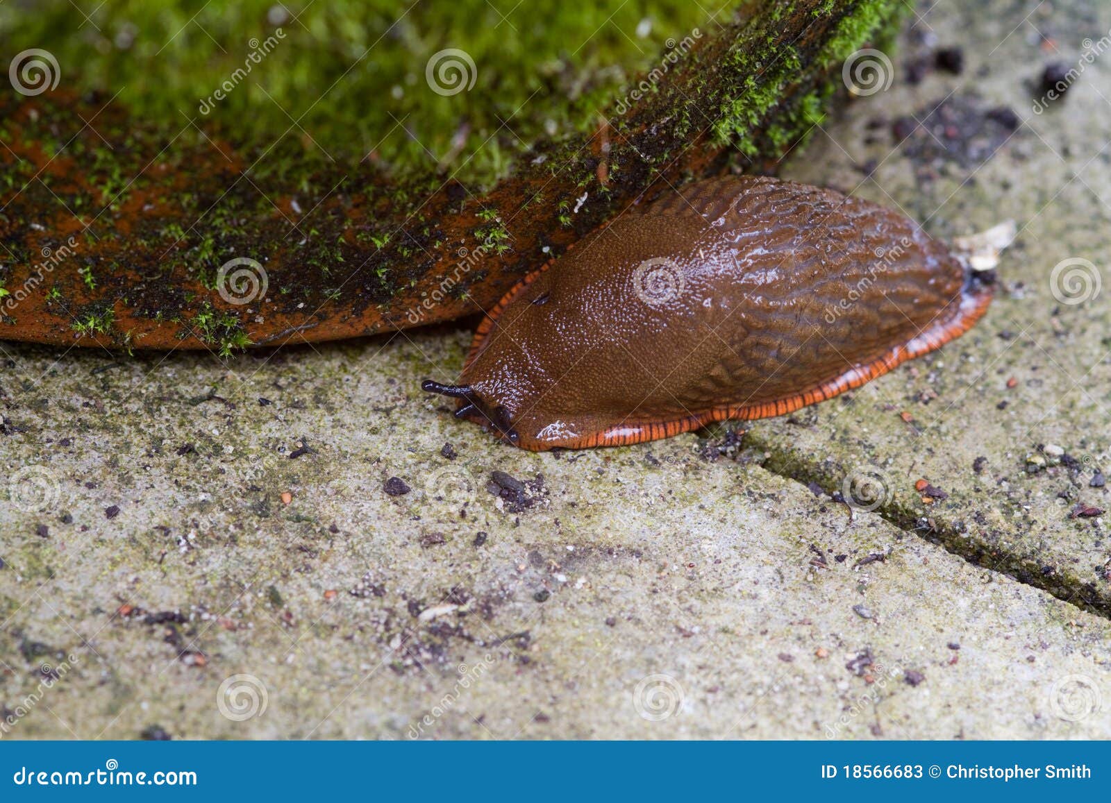 Red Slug stock image. Image of wildlife, snail, mollusc - 18566683