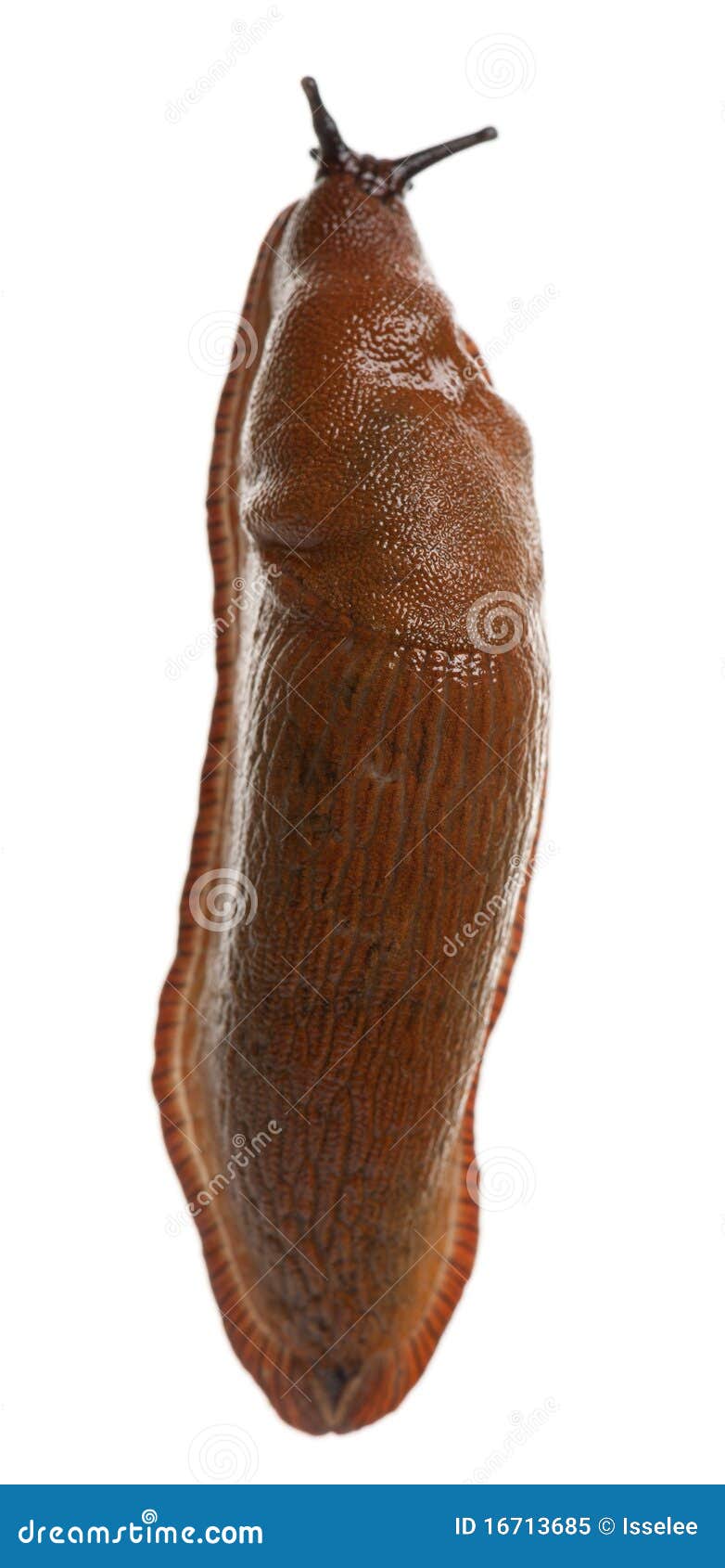 Red slug, Arion rufus stock image. Image of copy, background - 16713685