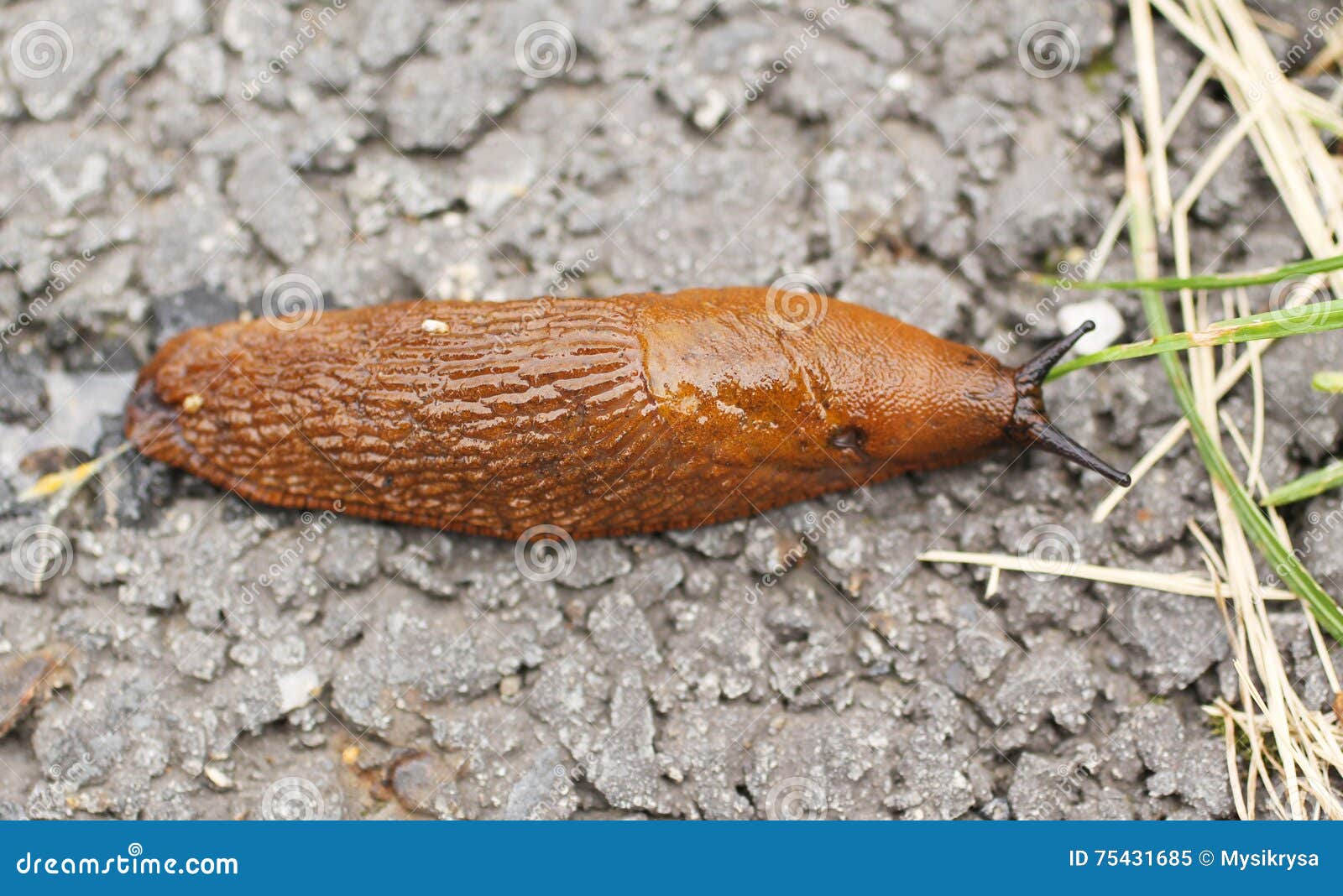 Red slug stock image. Image of rufus, slug, animal, european - 75431685