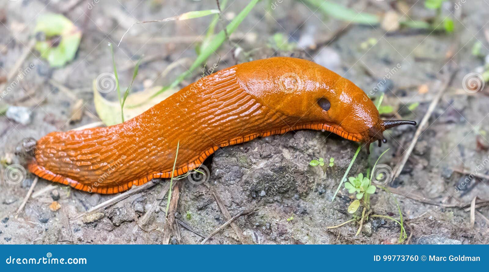A red slug stock photo. Image of chocolate, invertebrate - 99773760