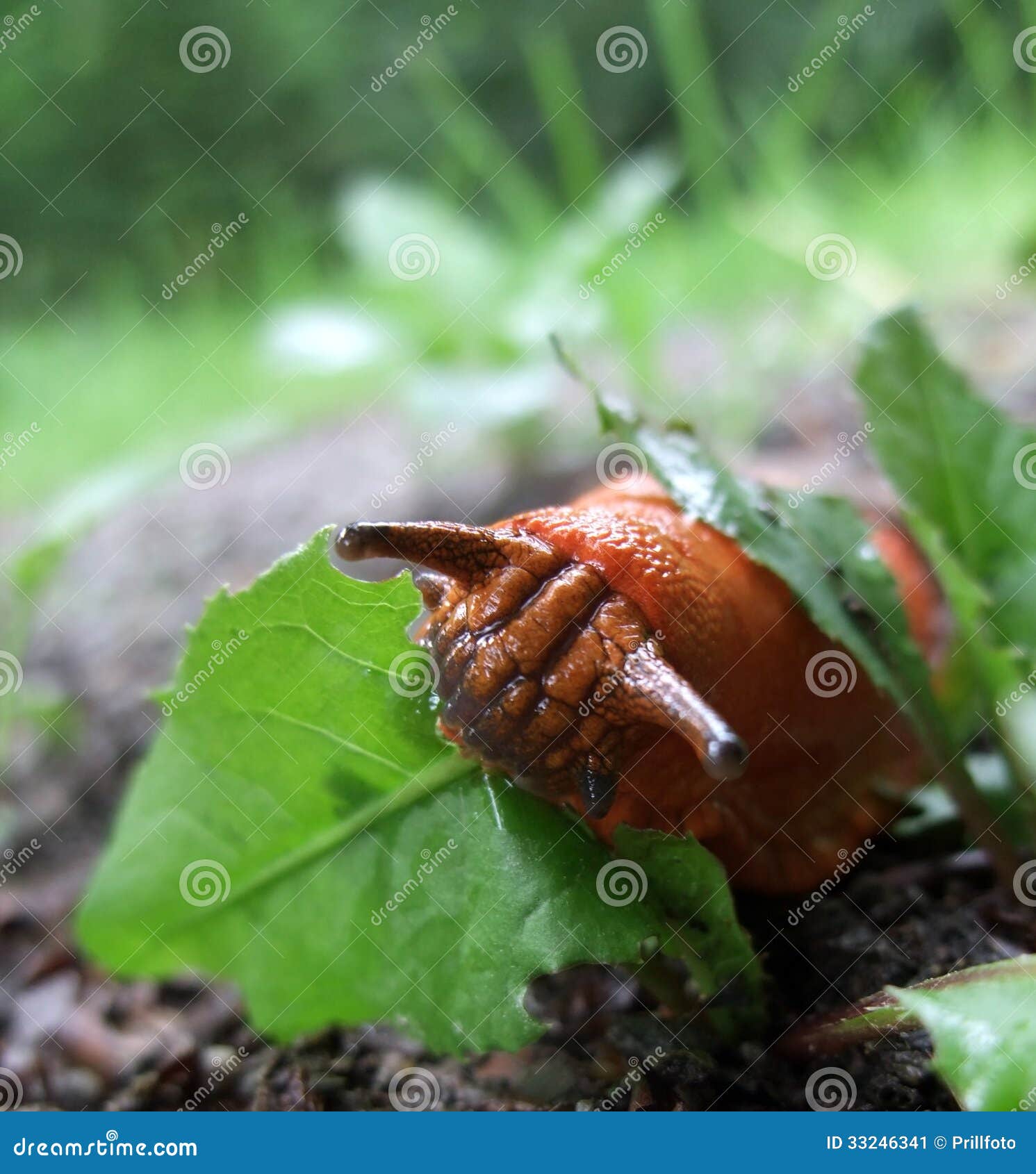 Red slug at feed stock image. Image of motion, continuity - 33246341