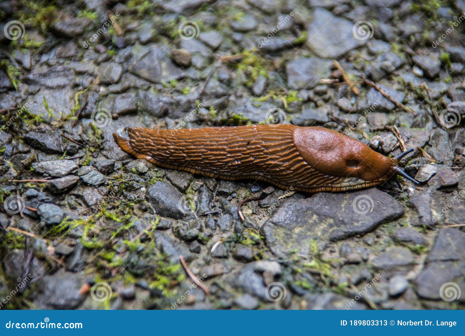 Red slug on forest path stock image. Image of creeping - 189803313
