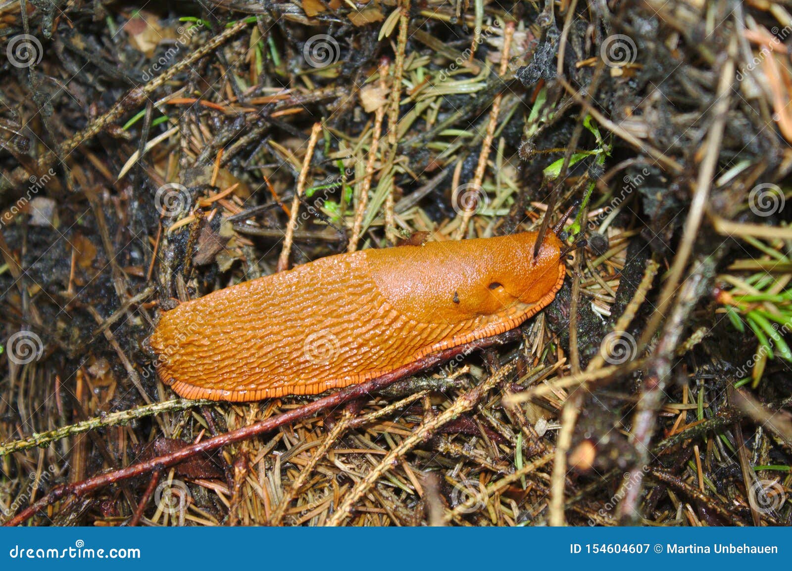 Red slug in the forest stock image. Image of slug, animals - 154604607