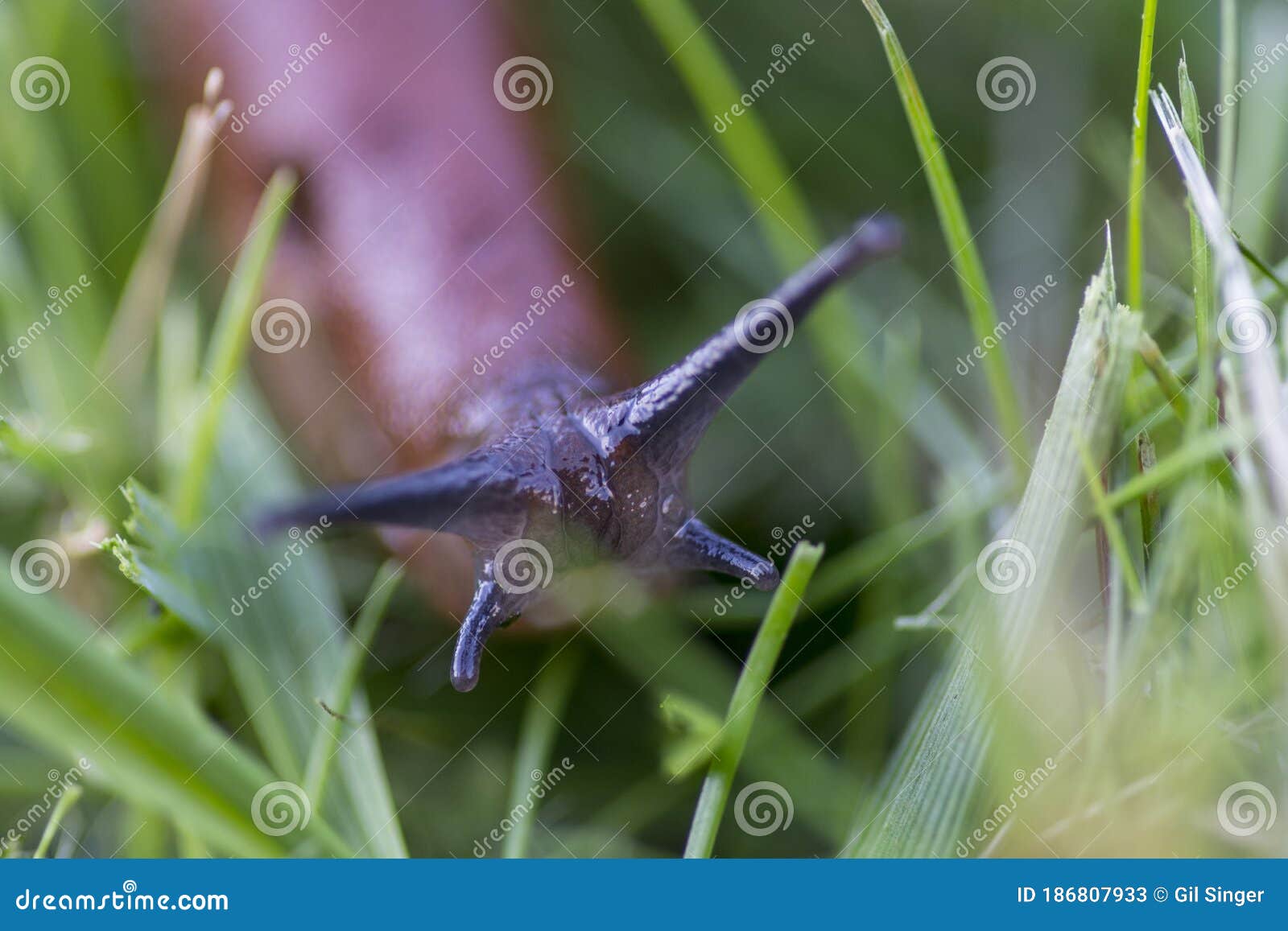 Red slug in the grass stock image. Image of outdoors - 186807933