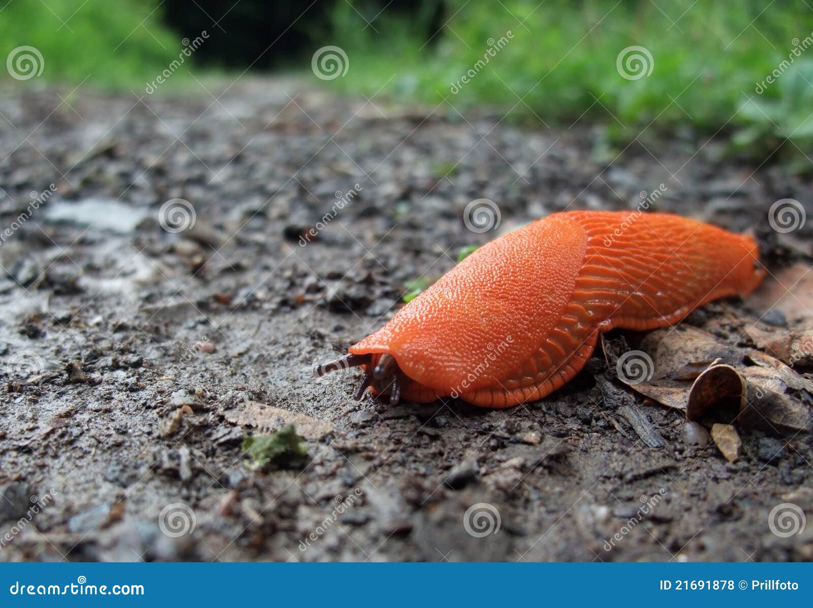 Red slug on the ground stock photo. Image of incentive - 21691878